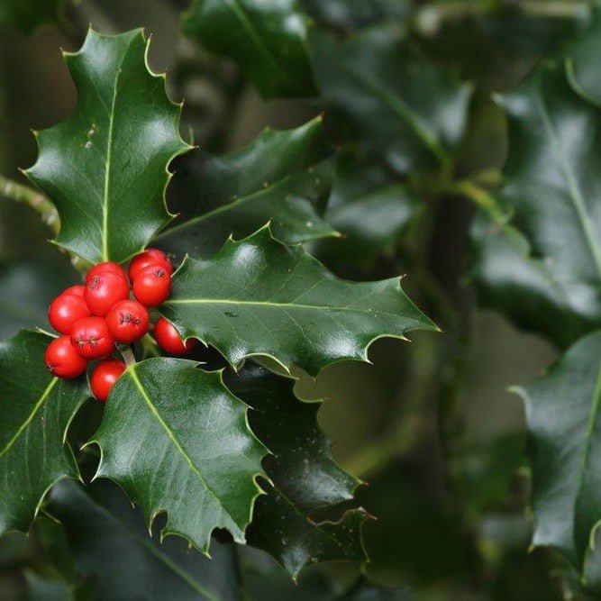 Ilex aquifolium - Arbuste à feuilles persistantes pour haies ...